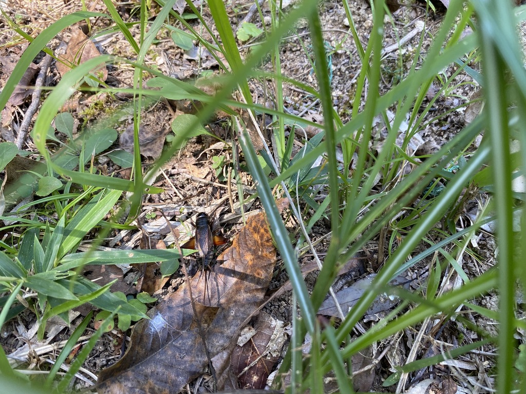 Emma Field Cricket from 日本、〒709-0524 岡山県和気郡和気町田賀 on October 4, 2021 at ...