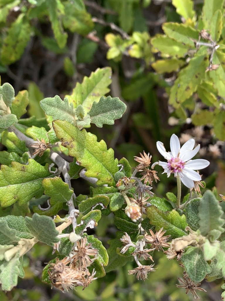 Asthma Bush from Tasman National Park, Port Arthur, TAS, AU on January ...