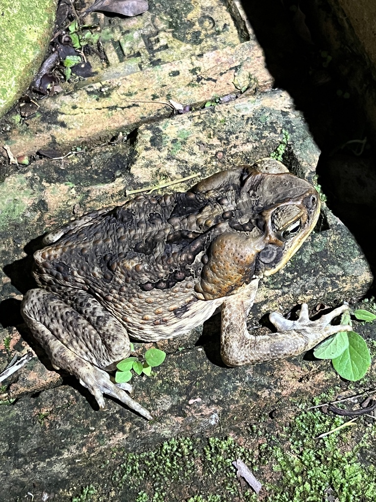 Cane Toad from Morell St, Tamborine Mountain, QLD, AU on January 9 ...