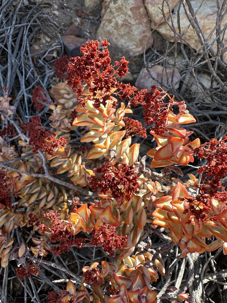 Kebab Bush from Cape Winelands District Municipality, South Africa on ...