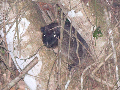 Benin Tree Hyrax (Dendrohyrax interfluvialis) · iNaturalist