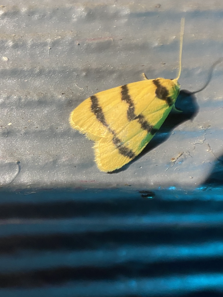 Heliosia jucunda from Morell St, Tamborine Mountain, QLD, AU on January ...