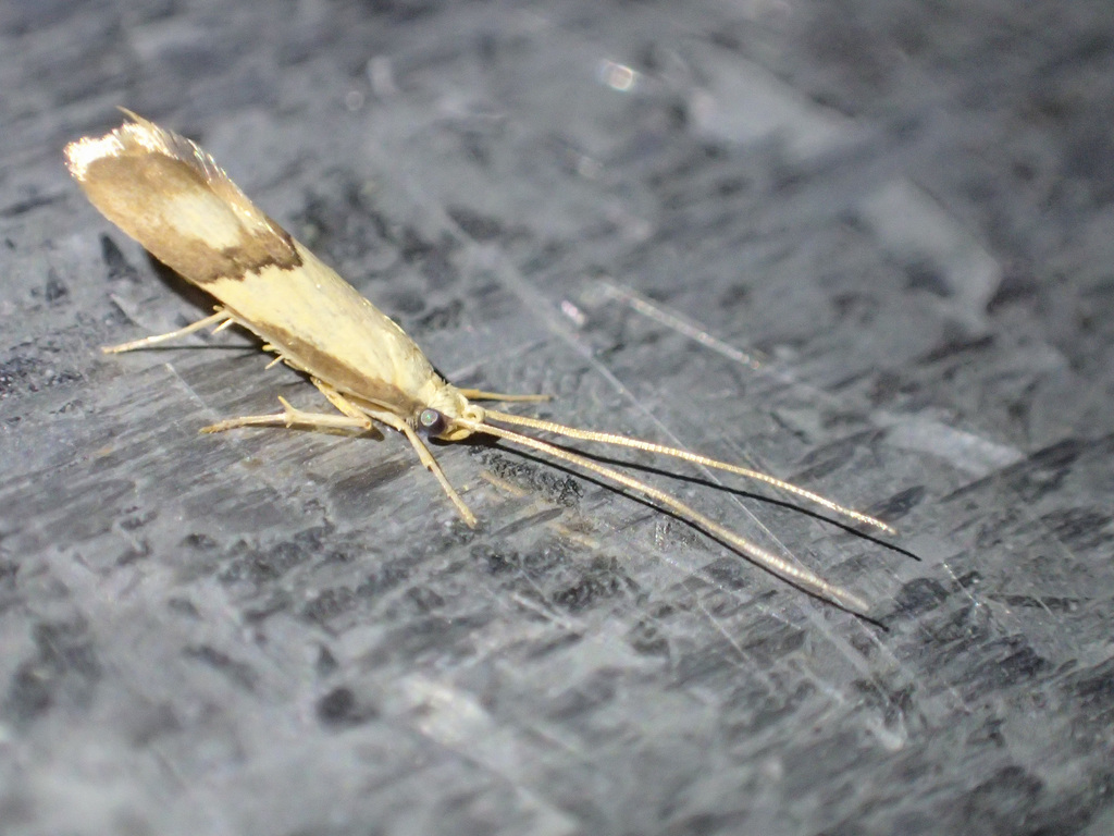 Crocanthes glycina from Won Wron VIC 3971, Australia on March 8, 2016 ...