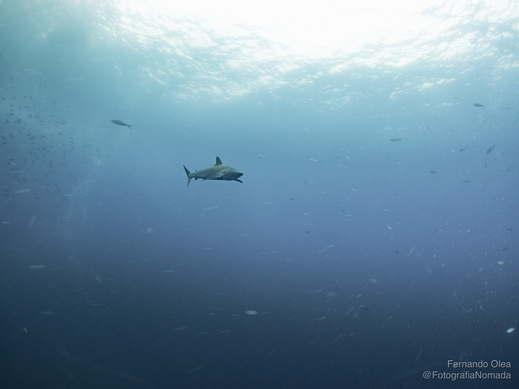 Silky Shark in June 2017 by Fernando Olea · iNaturalist
