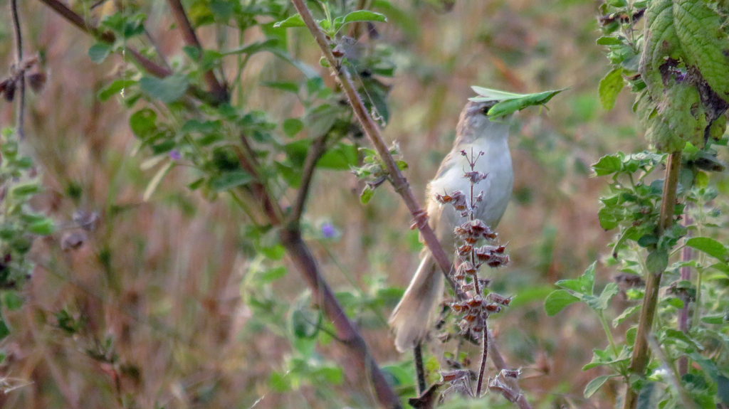 Plain Prinia from Rajavali, Maharashtra 401208, India on November 16 ...