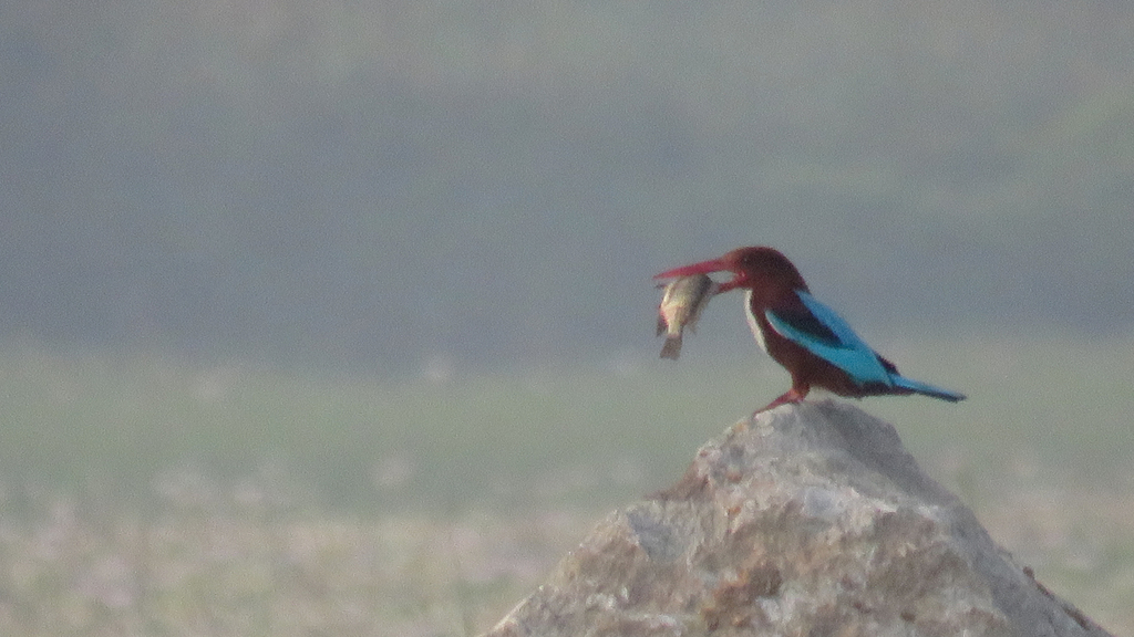 White-throated Kingfisher from Rajavali, Maharashtra 401208, India on ...