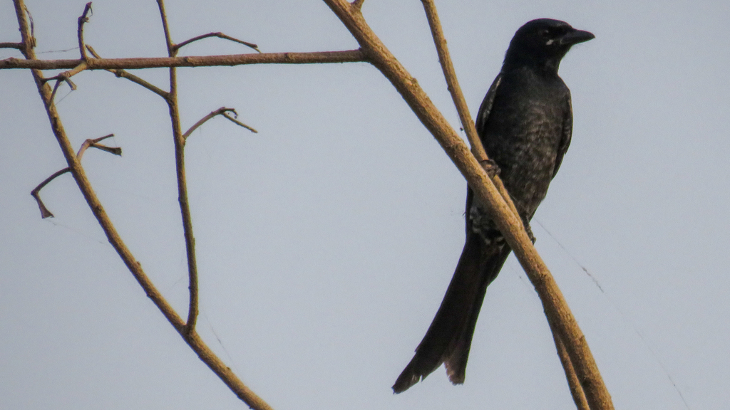Black Drongo from Rajavali, Maharashtra 401208, India on November 16 ...
