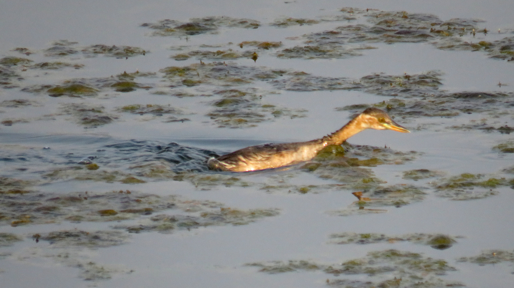 Little Grebe from Rajavali, Maharashtra 401208, India on November 16 ...
