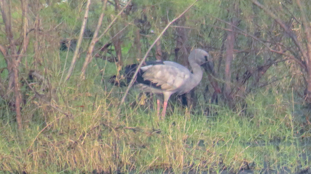 Asian Openbill from Rajavali, Maharashtra 401208, India on November 16 ...