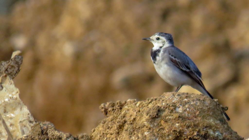 Siberian White Wagtail from Rajavali, Maharashtra 401208, India on ...