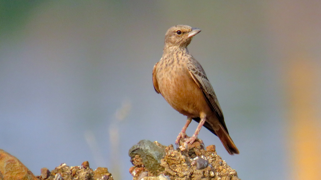 Rufous-tailed Lark from Rajavali, Maharashtra 401208, India on November ...