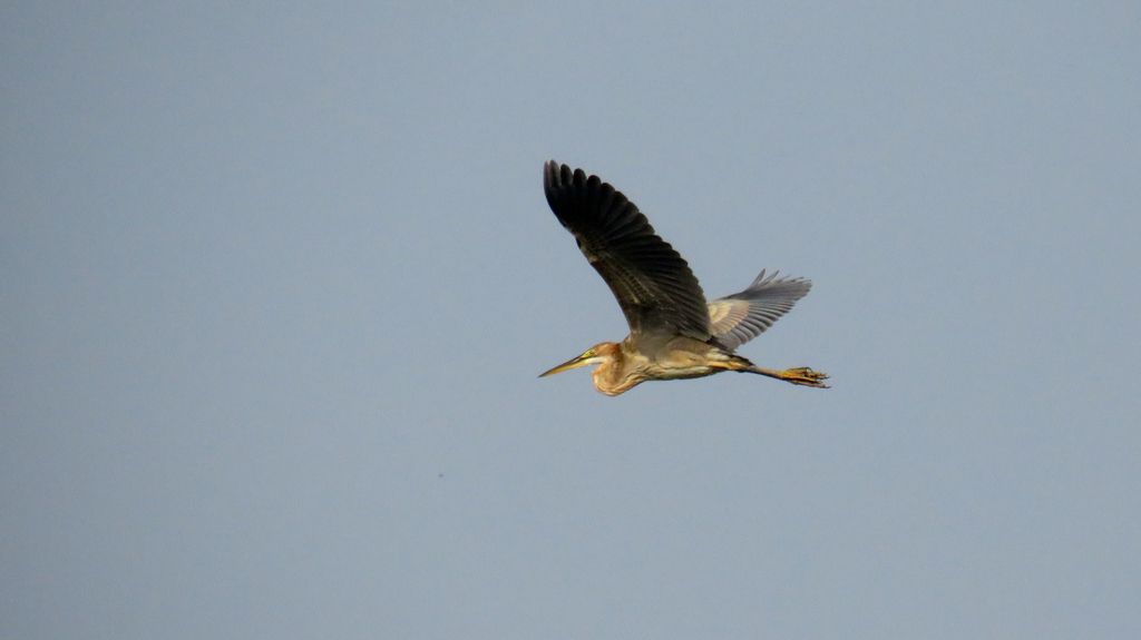 Purple Heron from Rajavali, Maharashtra 401208, India on November 16 ...