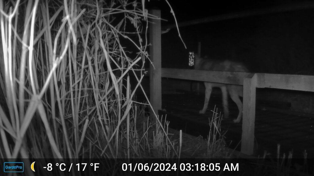 Coyote from Chatham Township, NJ, USA on January 6, 2024 at 03:18 AM by ...