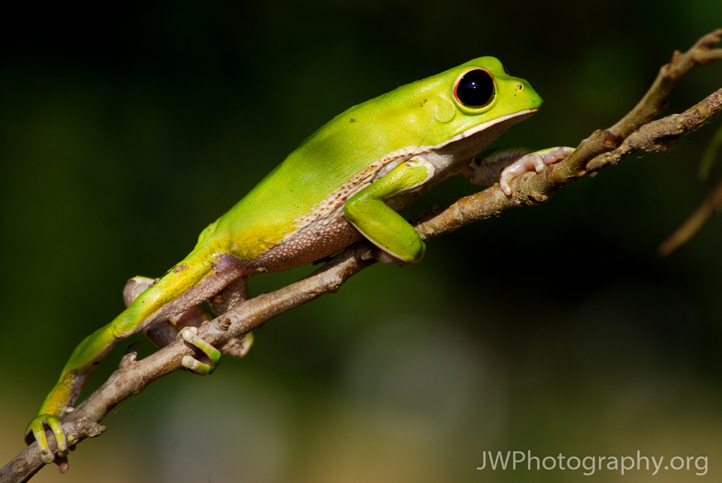 Red-rimmed Monkey Tree Frog (Herpeto's Mato Grosso BR) · iNaturalist