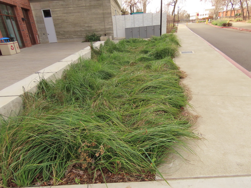 Santa Barbara sedge from Chico, CA, USA on January 8, 2024 at 01:47 PM ...