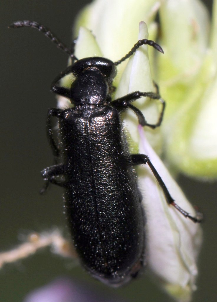 Lytta nigripilis (Meloid Beetles of the United States) · iNaturalist