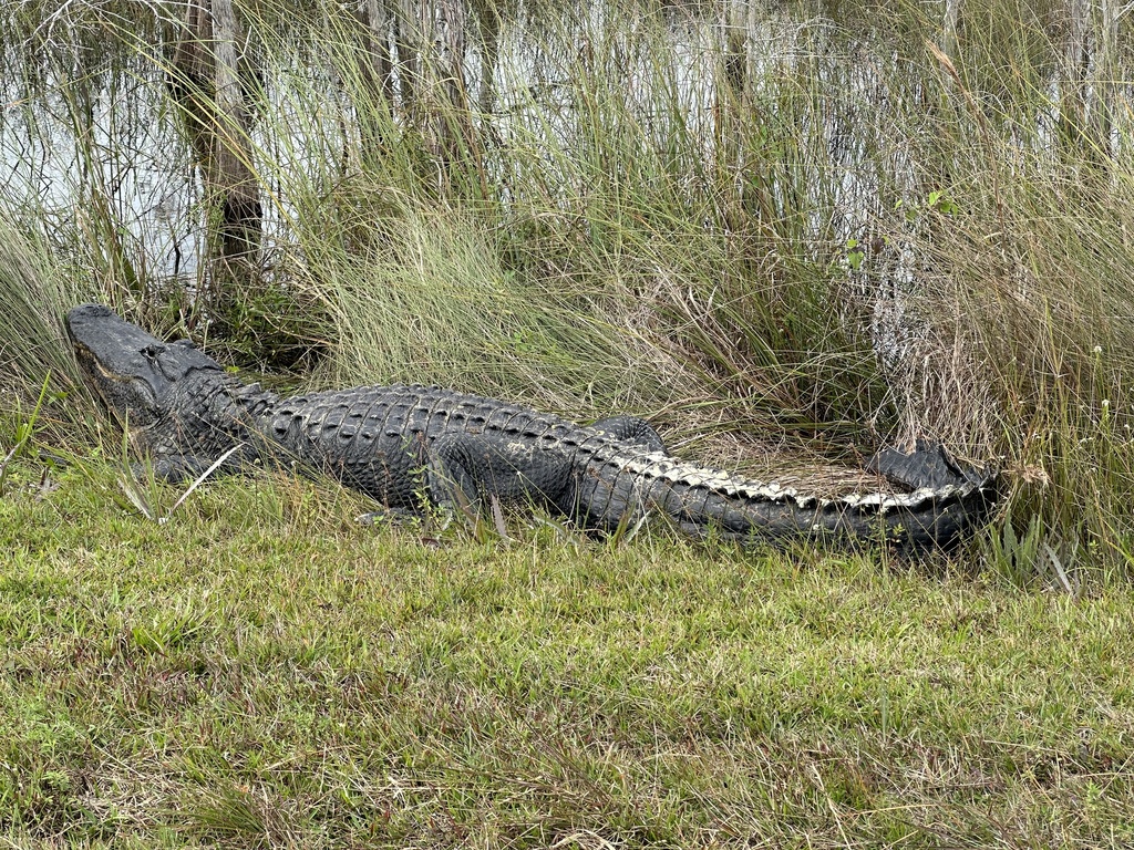 American Alligator from Everglades National Park, Homestead, FL, US on ...