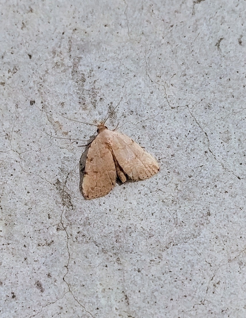 Disca paulum from 28750 Bentong, Pahang, Malaysia on August 22, 2023 at ...