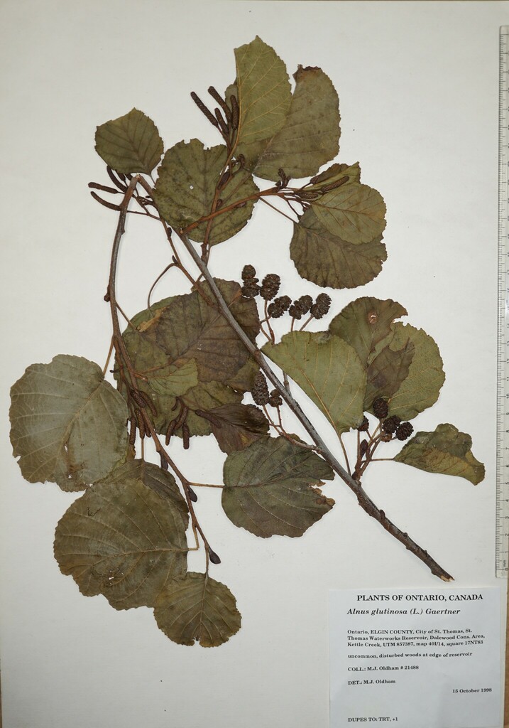 common alder from Canada, Ontario, ELGIN County, St. Thomas Waterworks ...