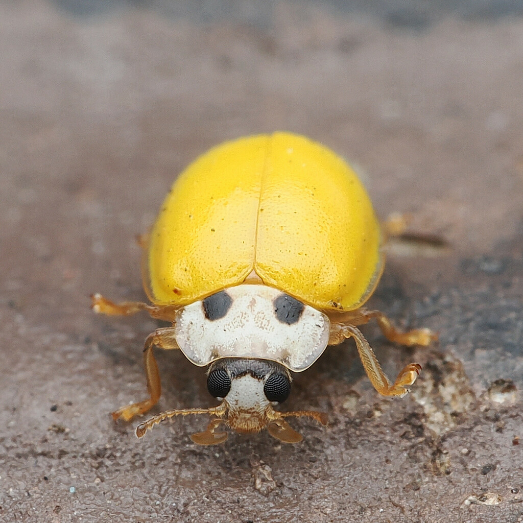 Yellow Ladybird Beetle from Chuo Ward, Sagamihara, Kanagawa, Japan on ...