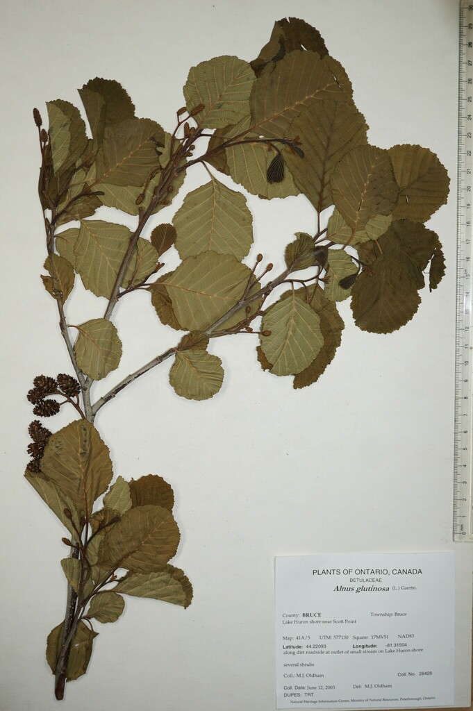 common alder from Canada, Ontario, BRUCE County, Lake Huron shore near ...