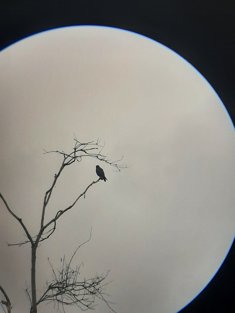 Bat Falcon from Los Chiles, Alajuela, Costa Rica on December 29, 2023 ...
