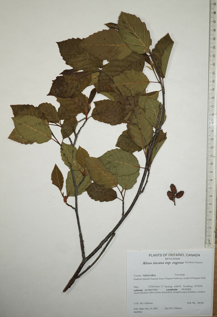 swamp alder from Canada, Ontario, NIAGARA County, Dufferin Islands ...