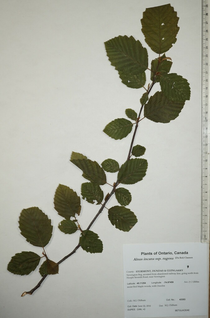 swamp alder from Canada, Ontario, STORMONT, DUNDAS & GLENGARRY County ...