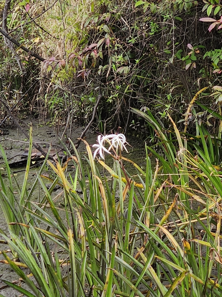 Southern Swamp Crinum from Duette, FL 34219, USA on January 8, 2024 at ...