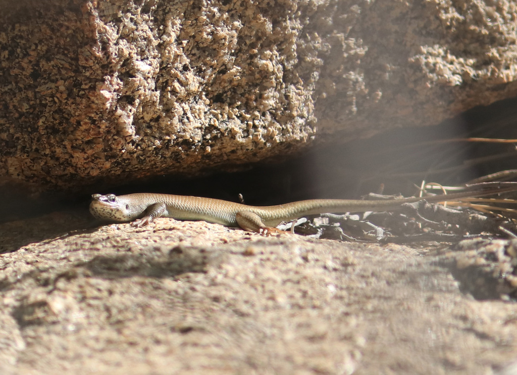 Western Rock Skink from Erongo Region, Namibia on December 31, 2023 at ...