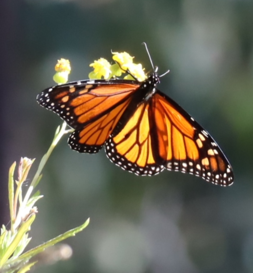 Monarch from Montacute SA 5134, Australia on January 9, 2024 at 05:43 ...