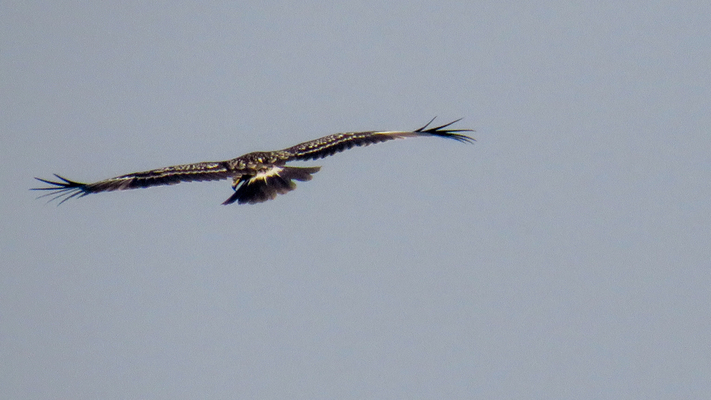 Greater Spotted Eagle in December 2019 by Dinesh Sharma · iNaturalist