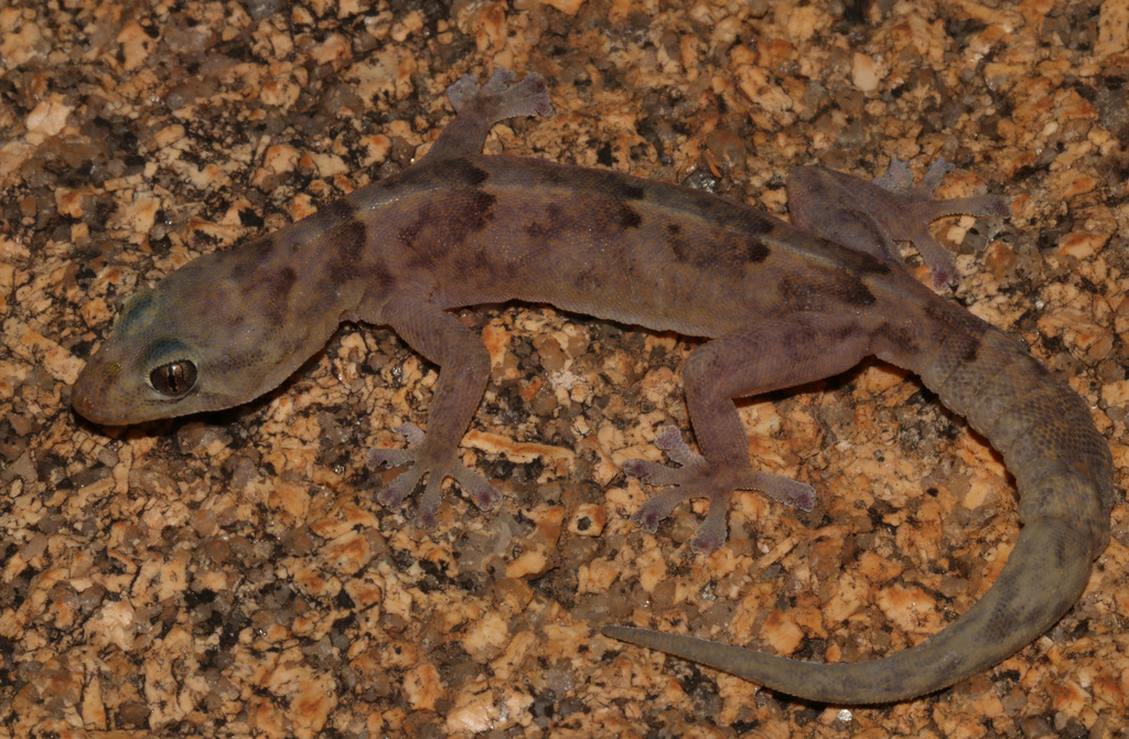 African Rock Gecko from Erongo Region, Namibia on January 1, 2024 at 12 ...