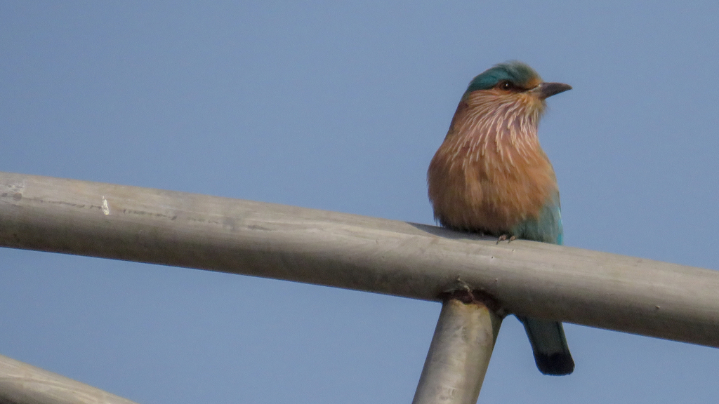 Indian Roller from HPP2+WCM Mote Majra Lake, Sahibzada Ajit Singh Nagar ...