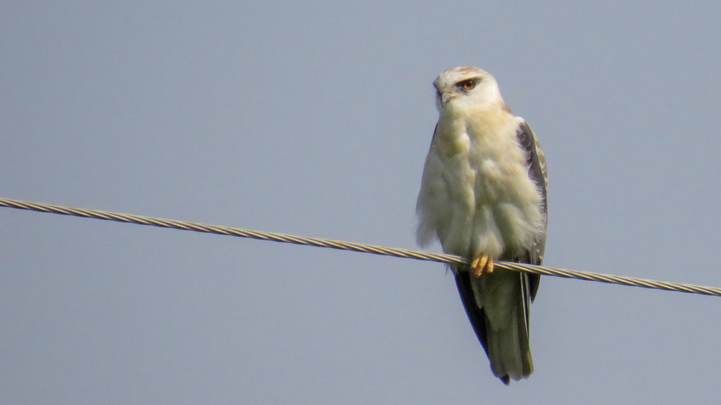 Black-winged Kite from HPP2+WCM Mote Majra Lake, Sahibzada Ajit Singh ...