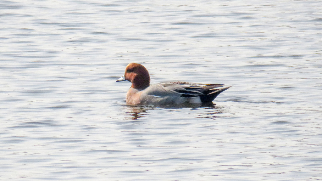 Eurasian Wigeon from HPP2+WCM Mote Majra Lake, Sahibzada Ajit Singh ...