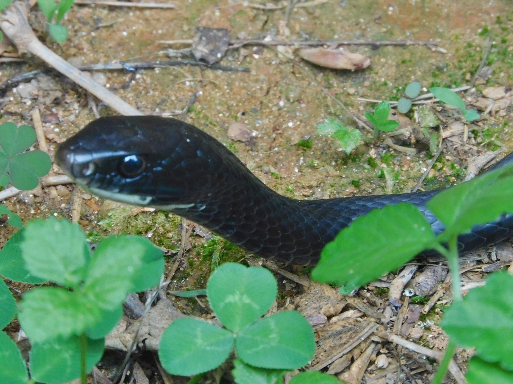 Northern Black Racer from Franklin County, NC, USA on June 11, 2021 at ...