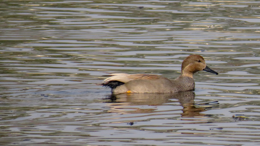 Gadwall from HPP2+WCM Mote Majra Lake, Sahibzada Ajit Singh Nagar ...