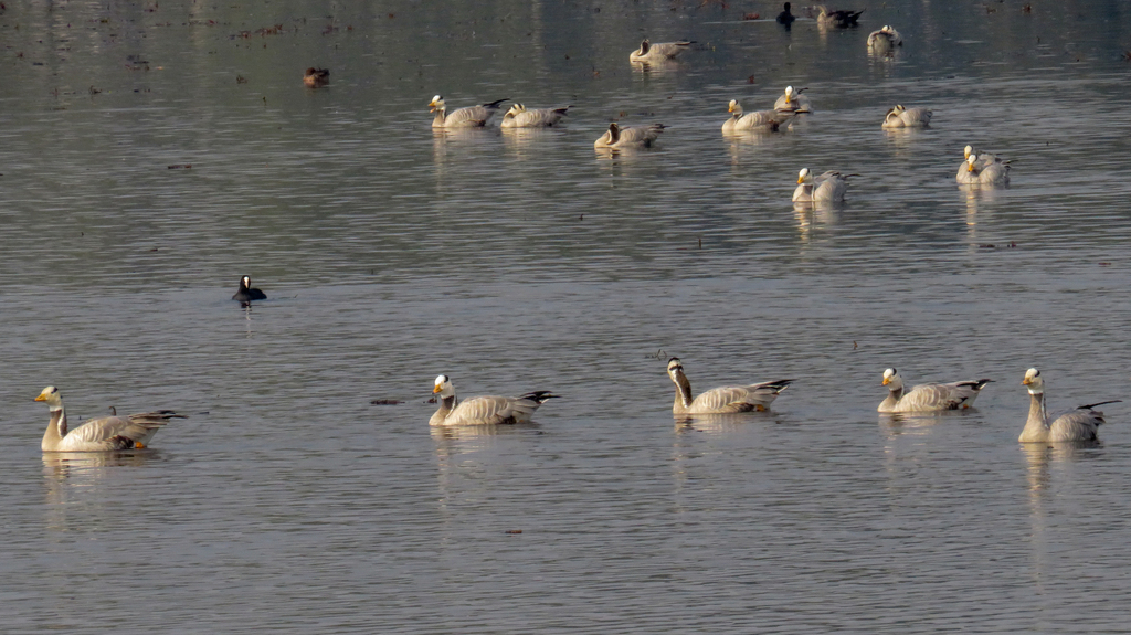 Bar-headed Goose from HPP2+WCM Mote Majra Lake, Sahibzada Ajit Singh ...