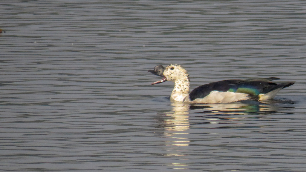 Knob-billed Duck from HPP2+WCM Mote Majra Lake, Sahibzada Ajit Singh ...