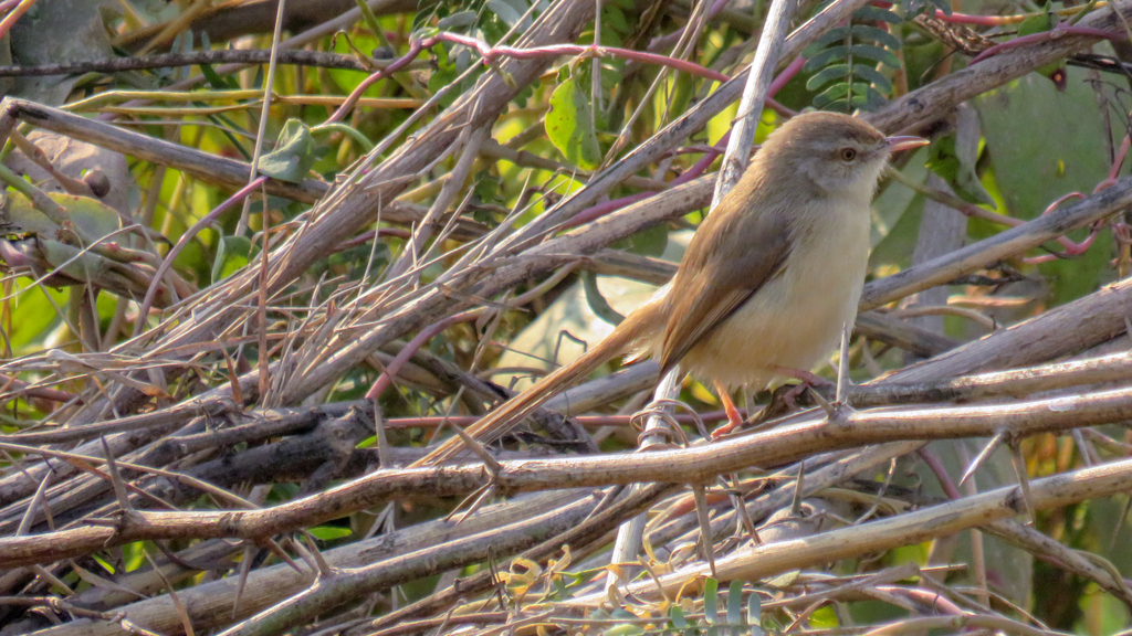 Plain Prinia from HPP2+WCM Mote Majra Lake, Sahibzada Ajit Singh Nagar ...