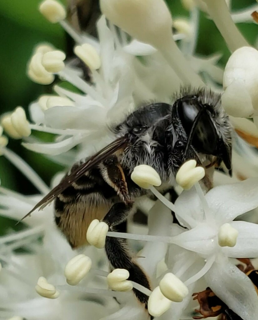 Leafcutter, Mortar, and Resin Bees from Cherokee County, AL, USA on ...