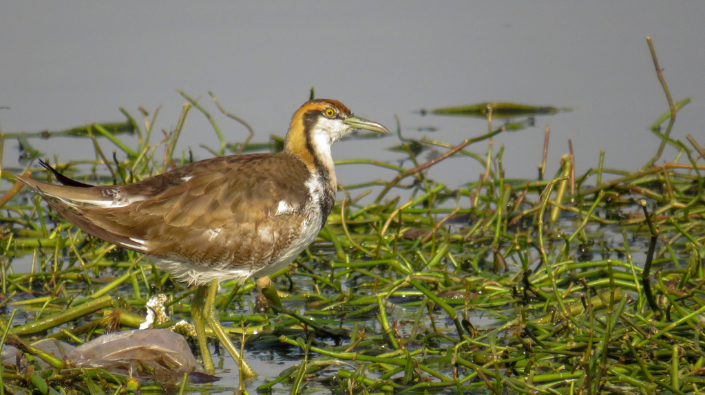 Pheasant-tailed Jacana from HPP2+WCM Mote Majra Lake, Sahibzada Ajit ...