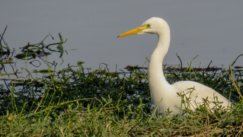 Medium egret from HPP2+WCM Mote Majra Lake, Sahibzada Ajit Singh Nagar ...
