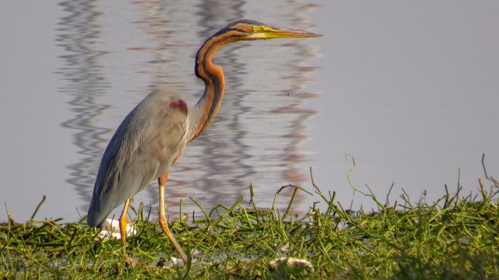 Purple Heron from HPP2+WCM Mote Majra Lake, Sahibzada Ajit Singh Nagar ...