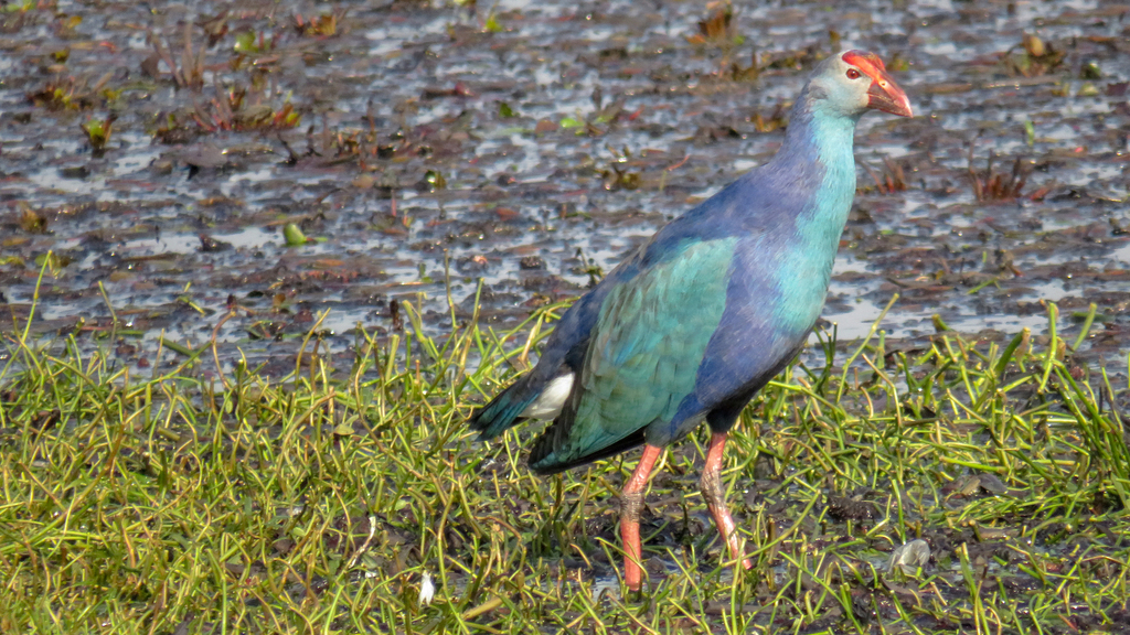 Gray-headed Swamphen from HPP2+WCM Mote Majra Lake, Sahibzada Ajit ...