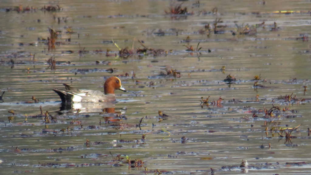 Eurasian Wigeon from HPP2+WCM Mote Majra Lake, Sahibzada Ajit Singh ...