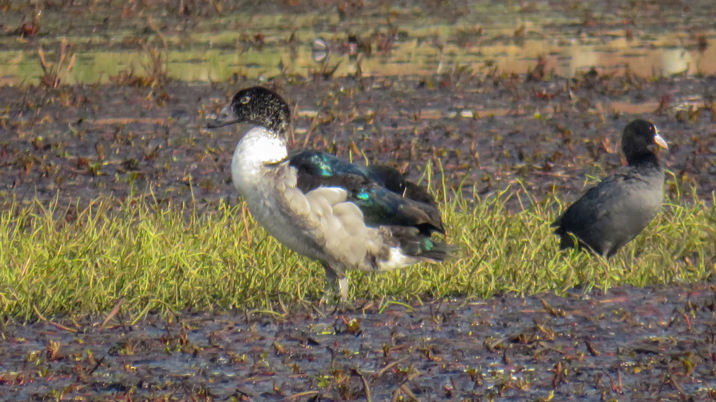 Knob-billed Duck from HPP2+WCM Mote Majra Lake, Sahibzada Ajit Singh ...