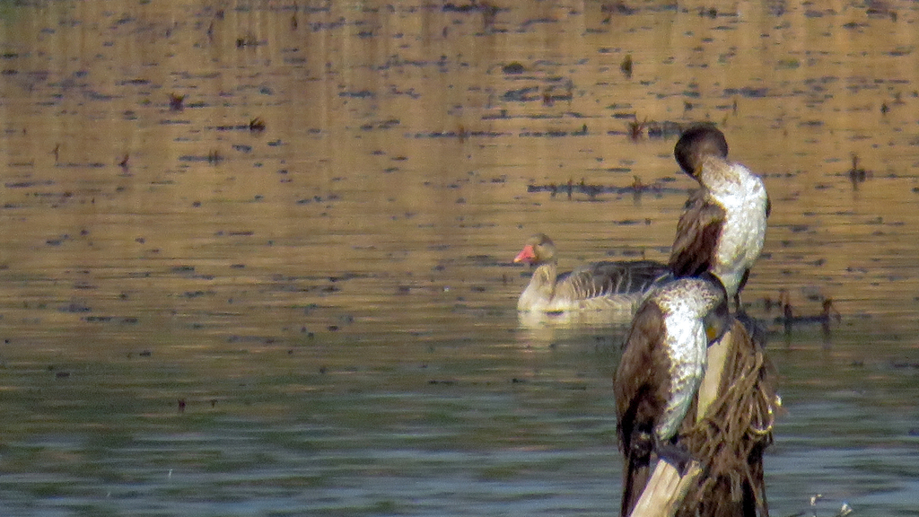 Greylag Goose from HPP2+WCM Mote Majra Lake, Sahibzada Ajit Singh Nagar ...