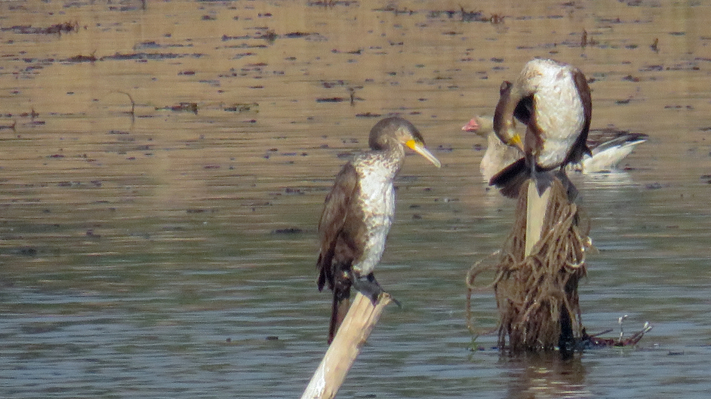 Great Cormorant from HPP2+WCM Mote Majra Lake, Sahibzada Ajit Singh ...